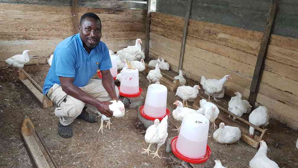 Livestock Farming in Cameroon: A Closer Look - The African dreams Livestock Farming in Cameroon: A Closer Look - The African dreams