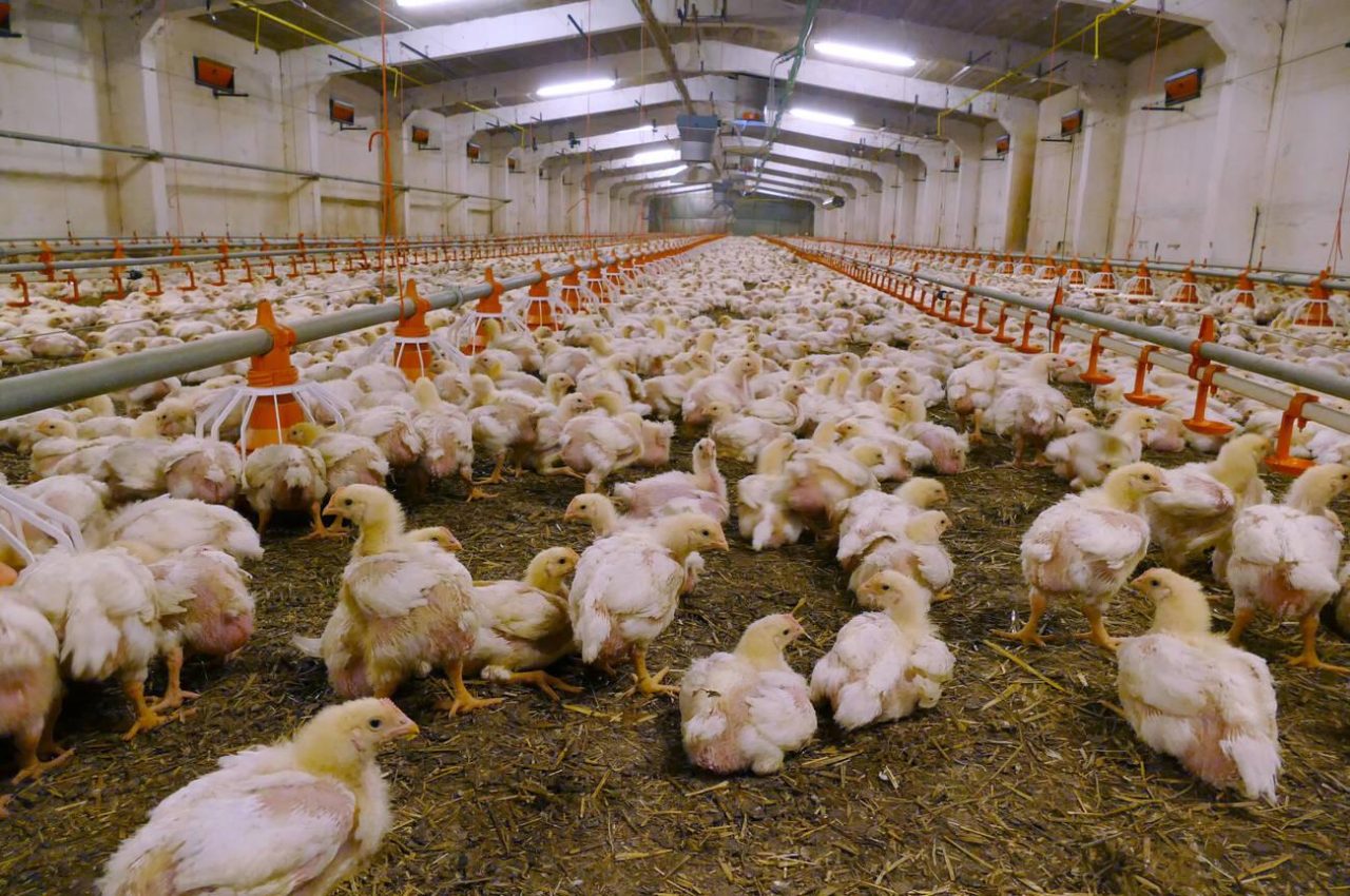 Is poultry farming profitable in Uganda? - The African dreams
