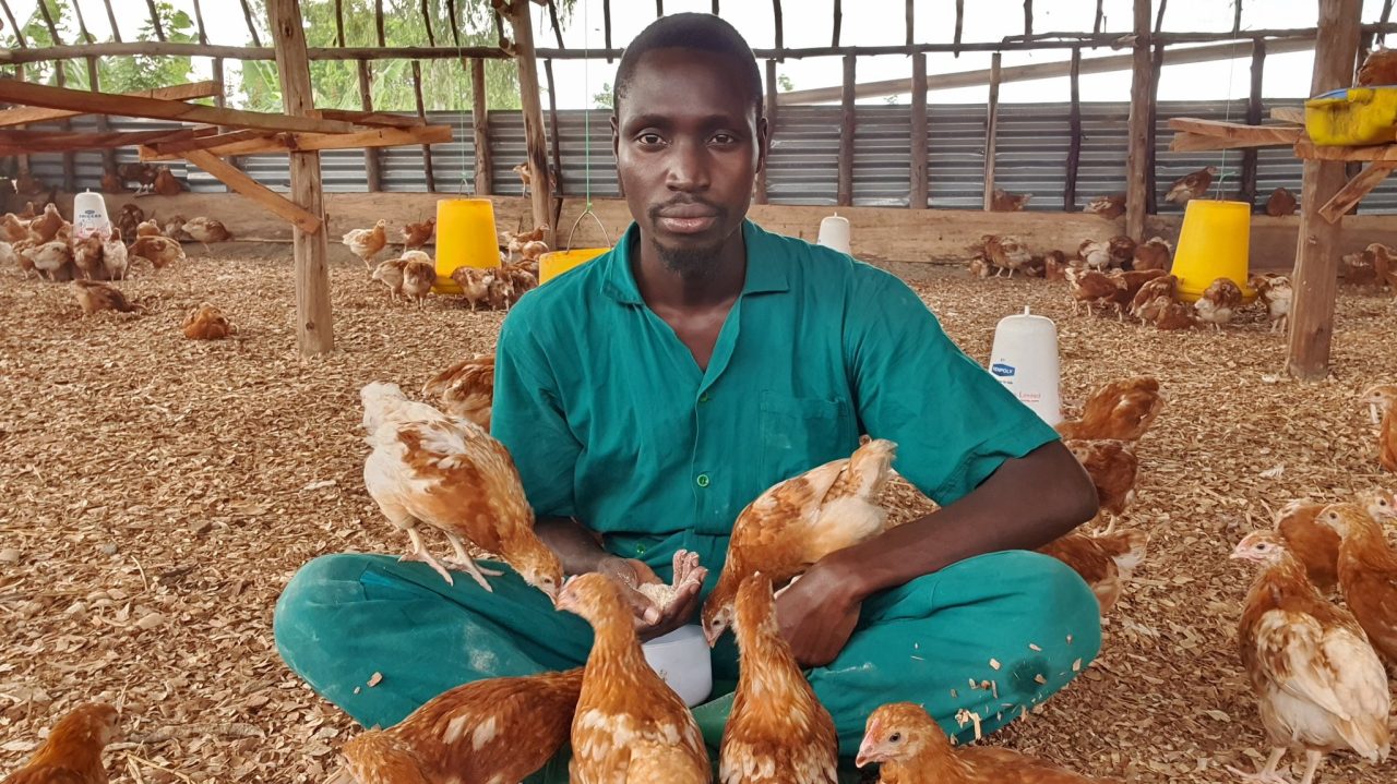 Is poultry farming profitable in Uganda? - The African dreams