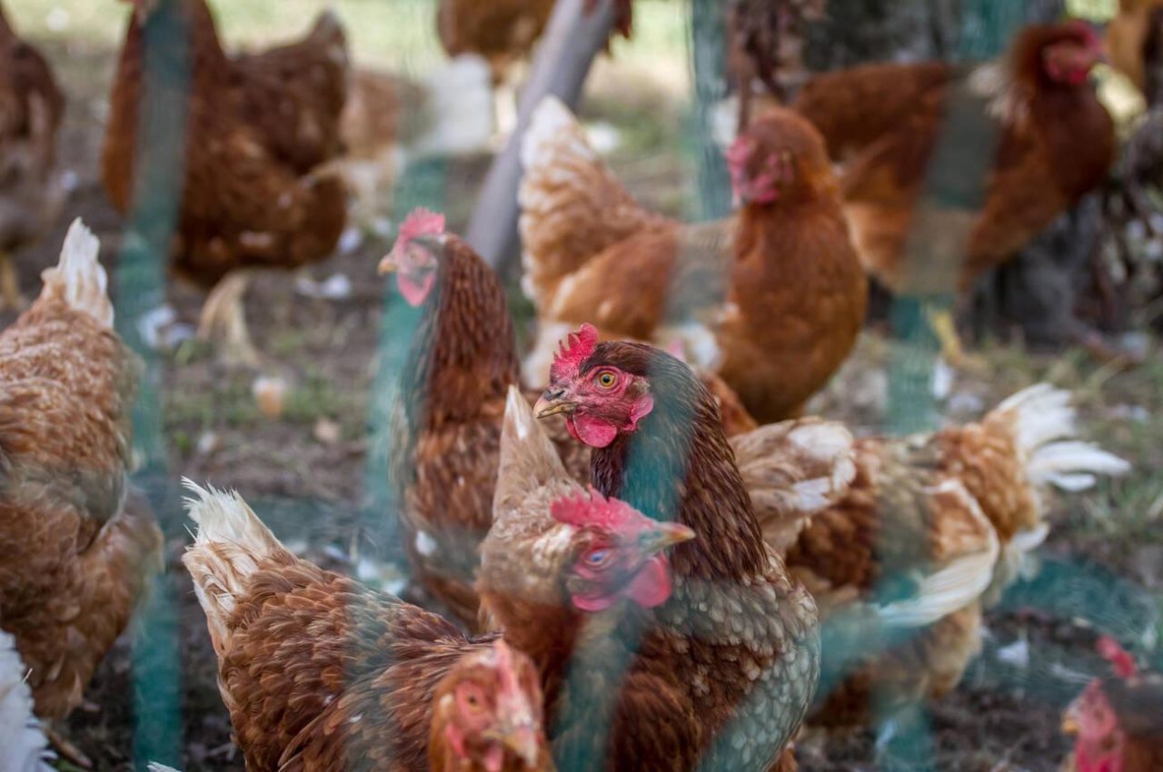 Is poultry farming profitable in Uganda? - The African dreams