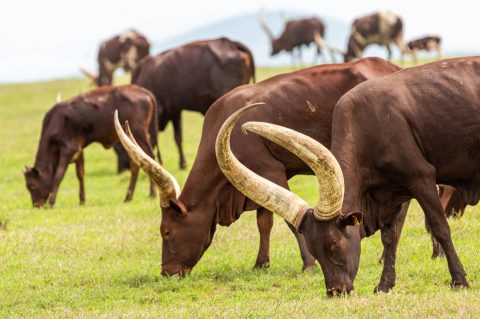 Deep Dive into Uganda’s Dairy Industry - The African dreams
