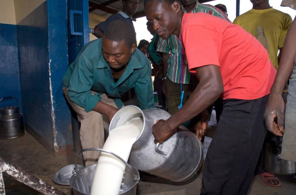 Deep Dive into Uganda’s Dairy Industry - The African dreams