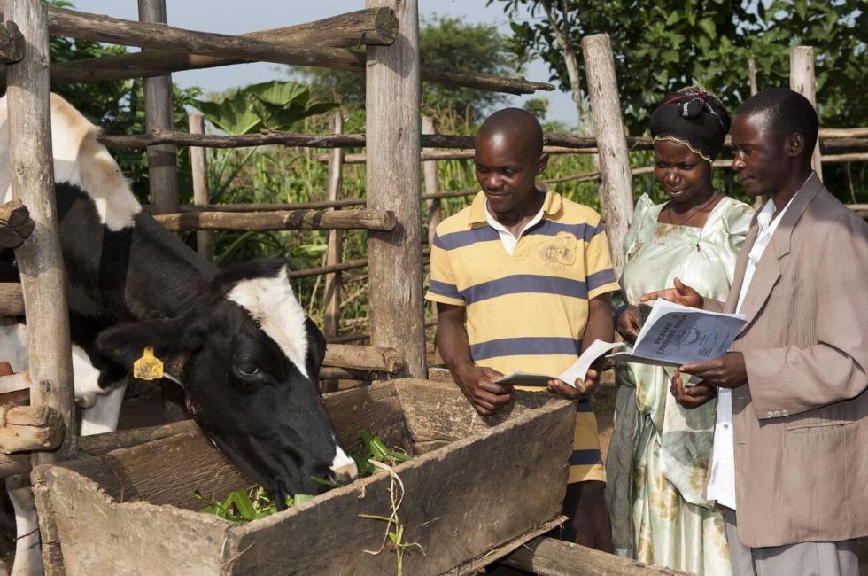 Deep Dive into Uganda’s Dairy Industry - The African dreams