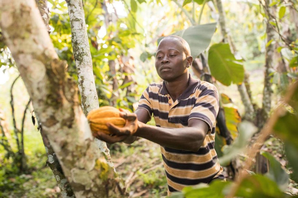 Cocoa Industry in Liberia: Empowering Smallholder Farmers - The African dreams