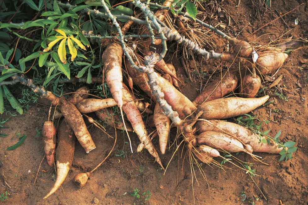 Ghana’s Cassava: A Prime Investment in the Booming Gluten-Free Market ...