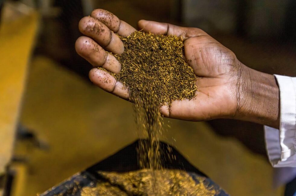 Malawi’s Tea Industry: A Quick Look - The African dreams