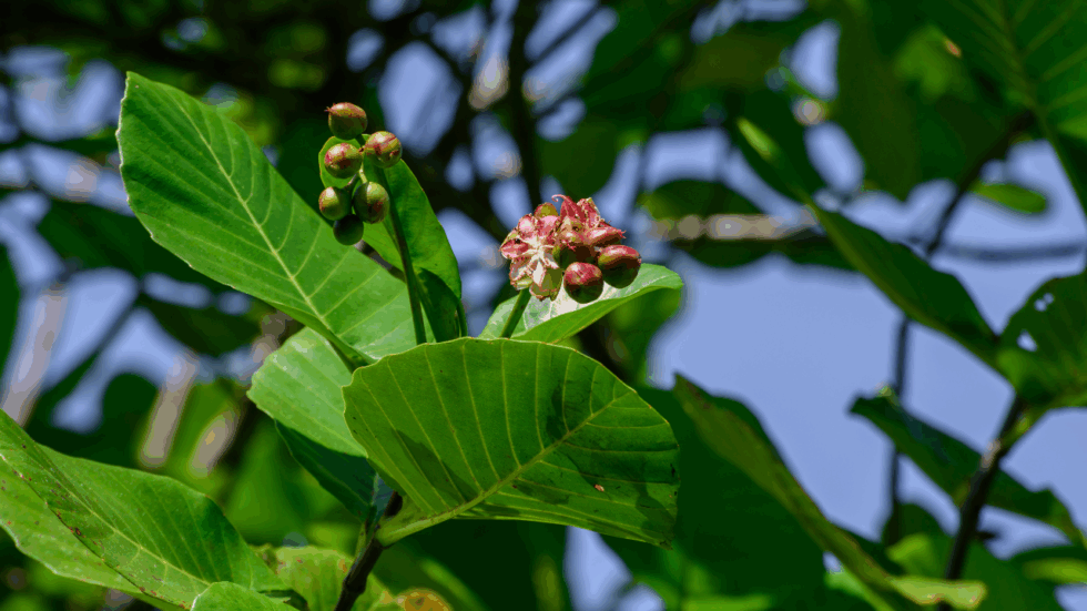 Clove Cultivation in Comoros: Exploring Its Economic Potential - The ...
