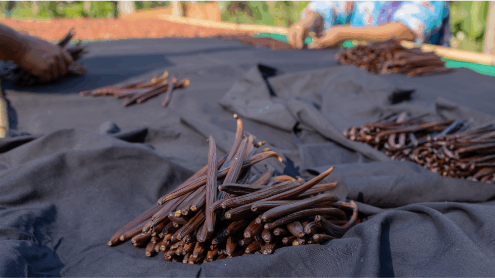 Vanilla Production in Comoros: A Sweet Opportunity for Growth - The ...